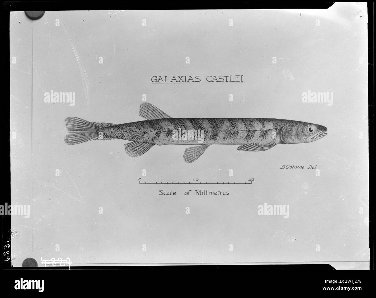 Galaxias castlei by B. Osborne black-and-white negatives Stock Photo ...