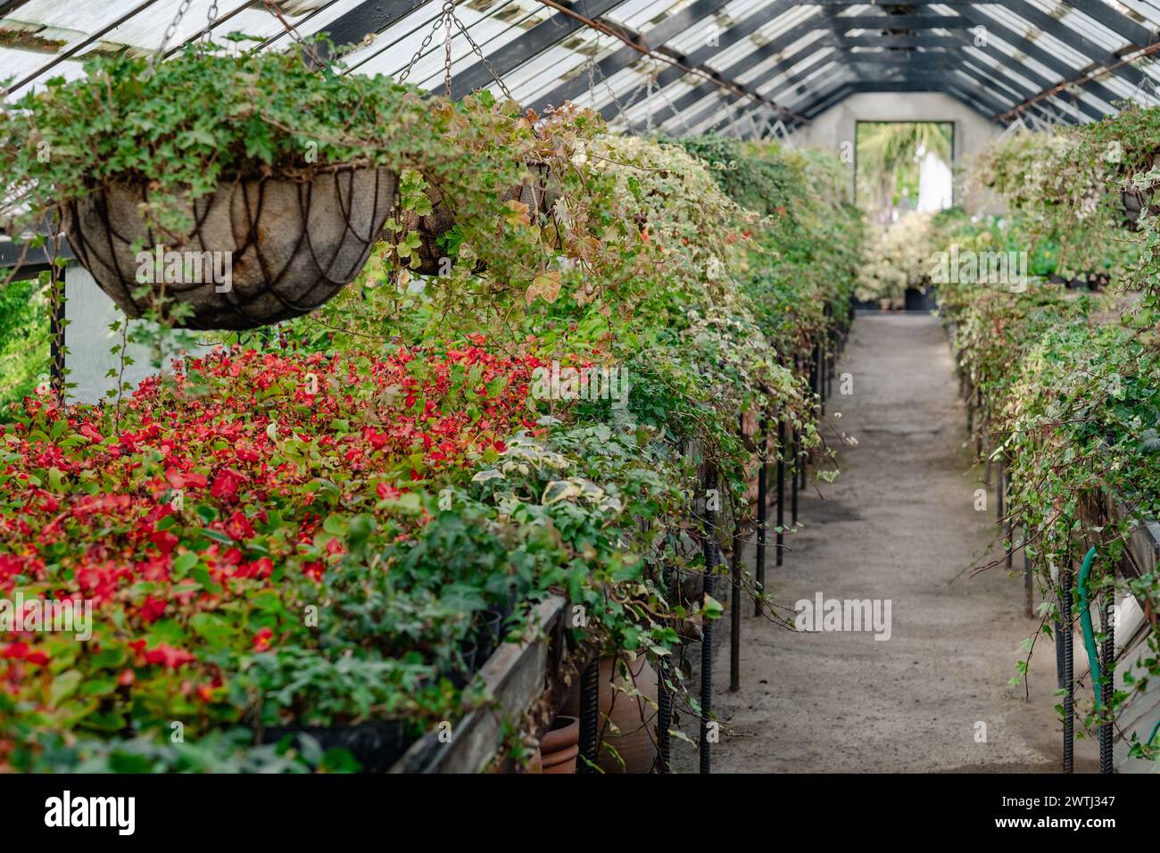 Cascading glasshouse hi-res stock photography and images - Alamy