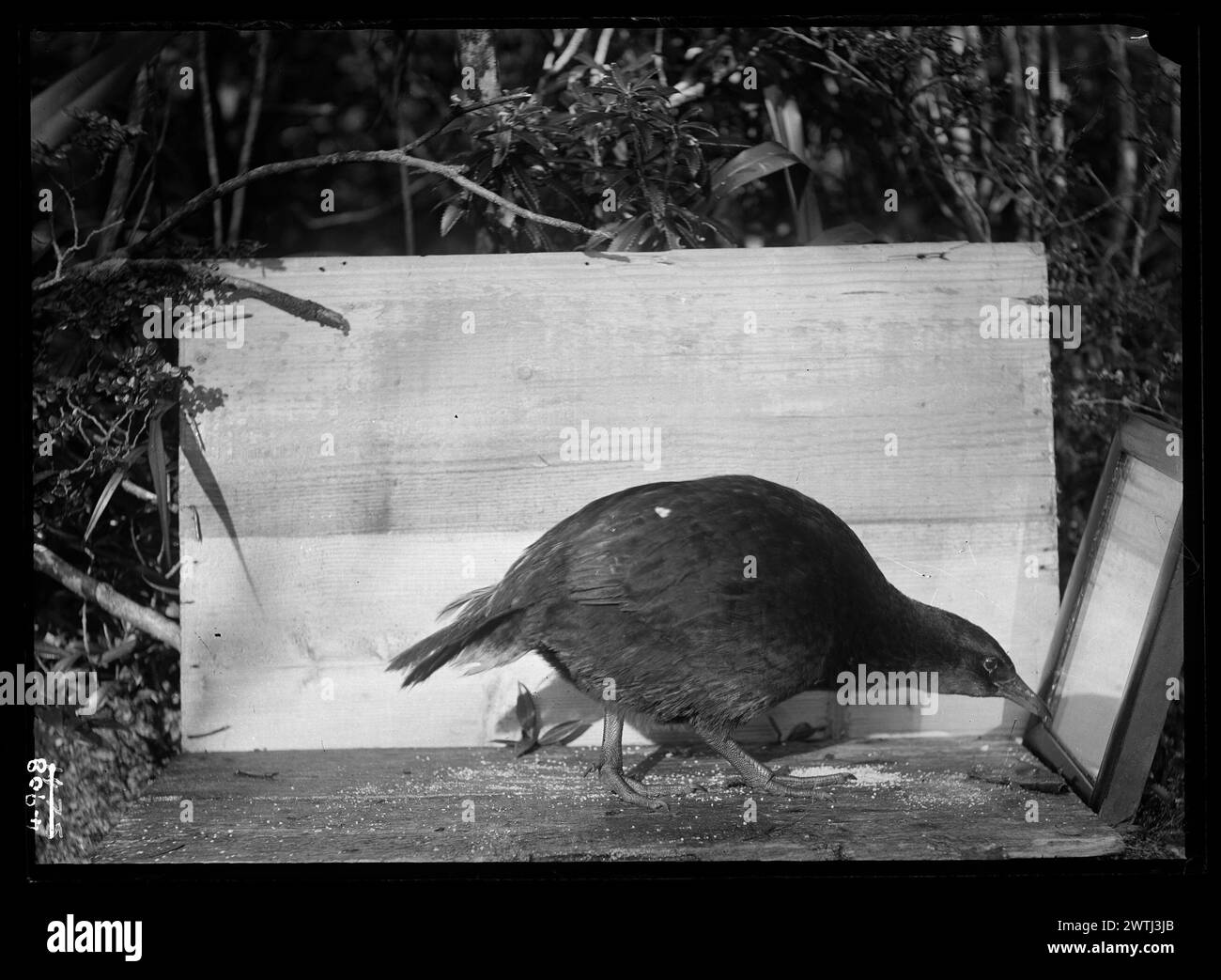 Gelatin dry plate negatives hi-res stock photography and images - Alamy