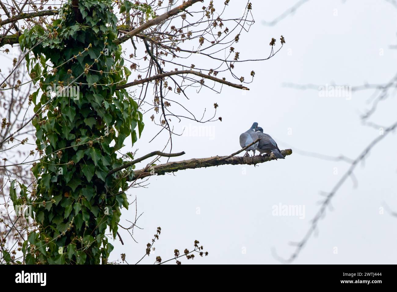 a pair of wild pigeons during mating season Stock Photo - Alamy