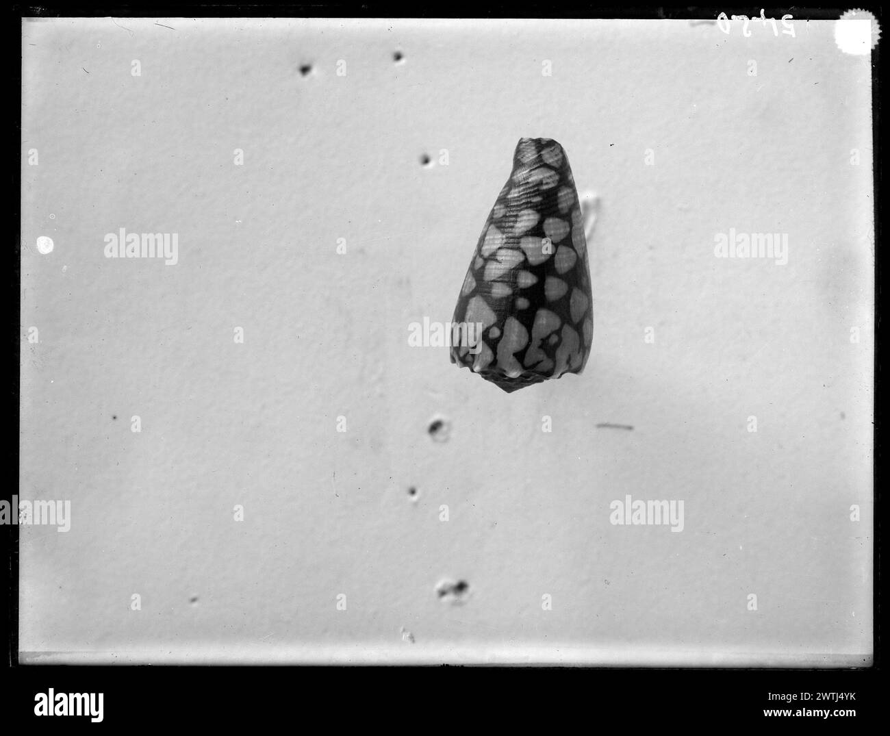 Conus marmoreus L. (Gastropoda) black-and-white negatives, gelatin dry ...