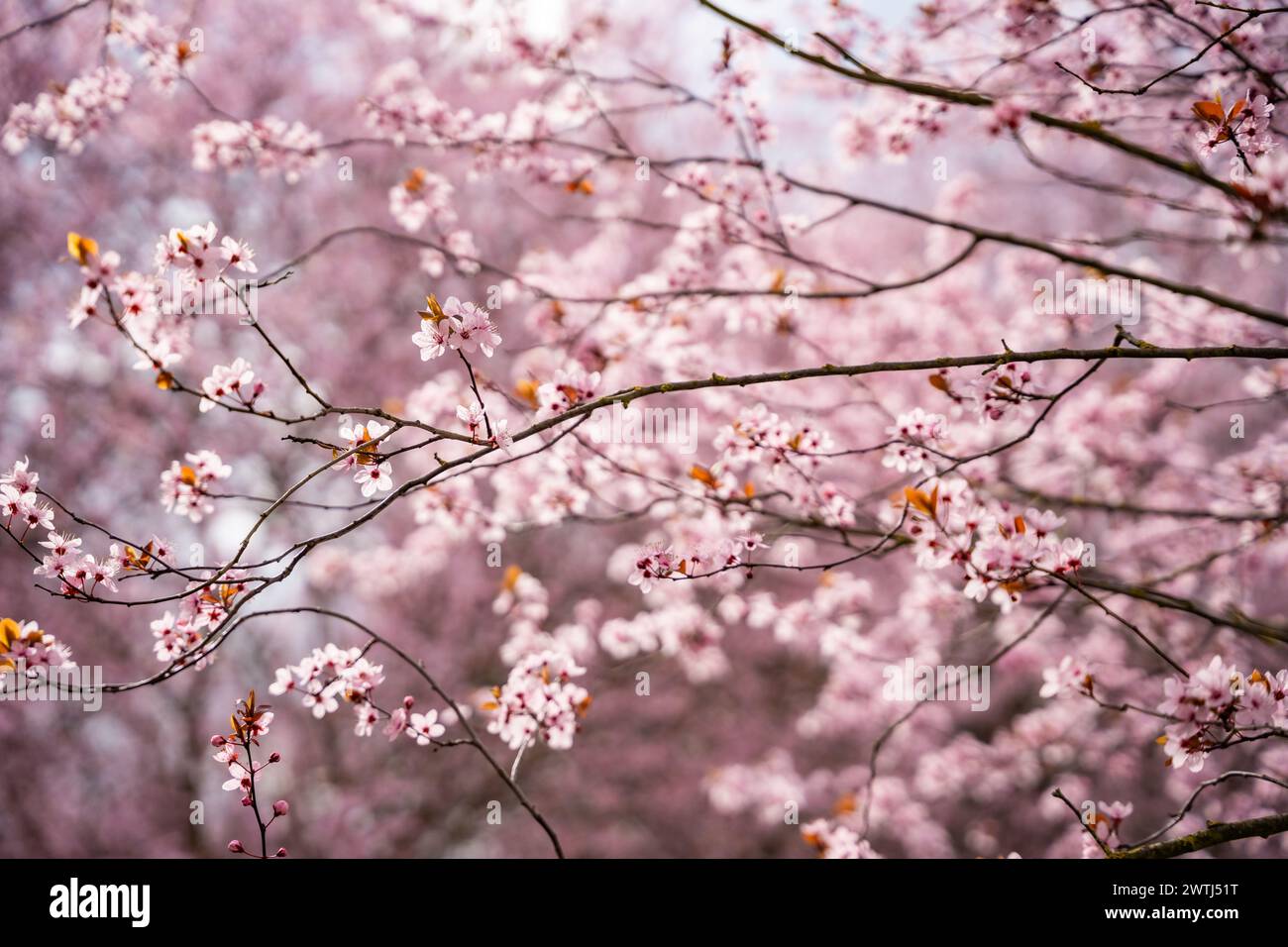 Beautiful spring background with pink flowers of cherry tree in spring ...