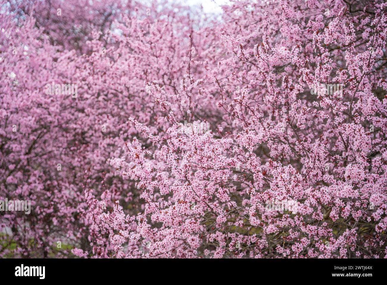 Beautiful spring background with pink flowers of cherry tree in spring ...