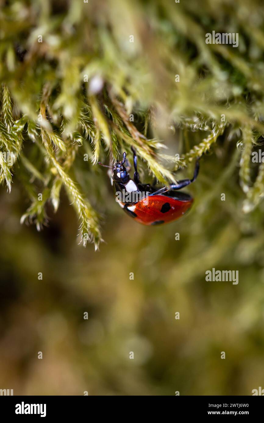 Macro photograph ladybird hi-res stock photography and images - Alamy