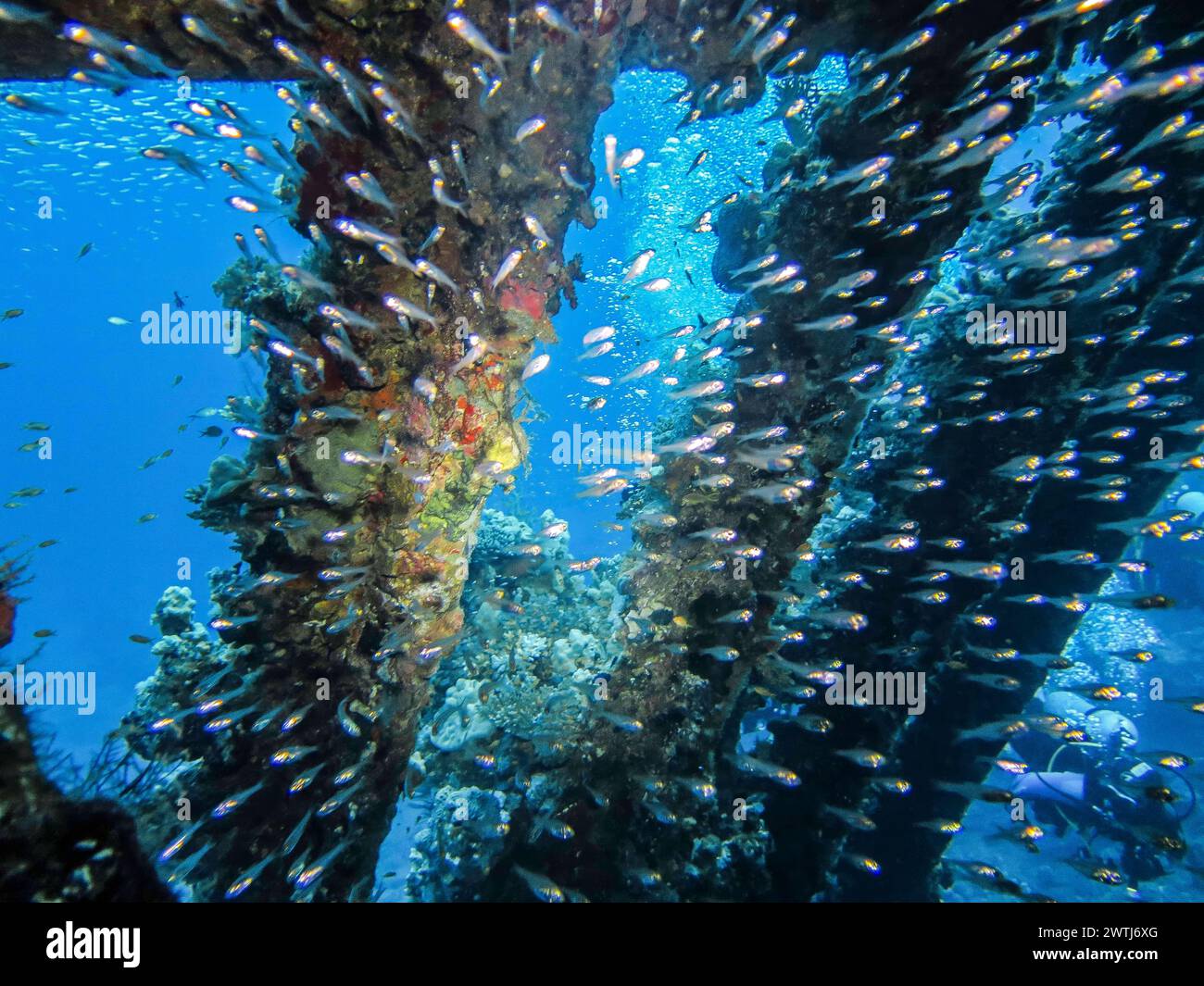 Schwarm Glasfische im Wrack der Carnatic, Rotes Meer, Ägypten ...