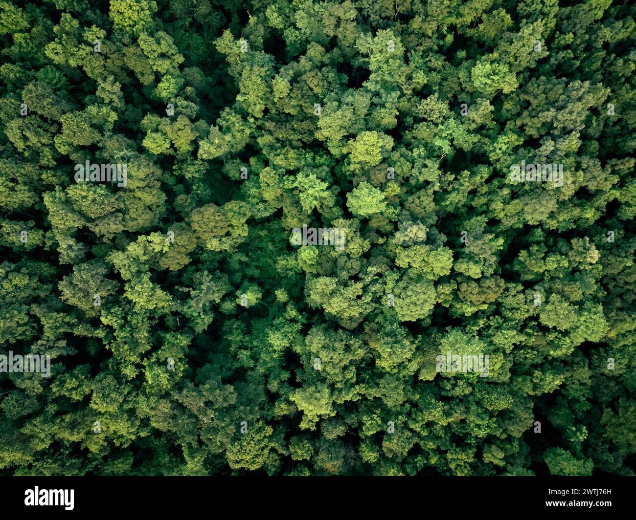 Aerial top view of green trees in forest. Drone view of dense green ...