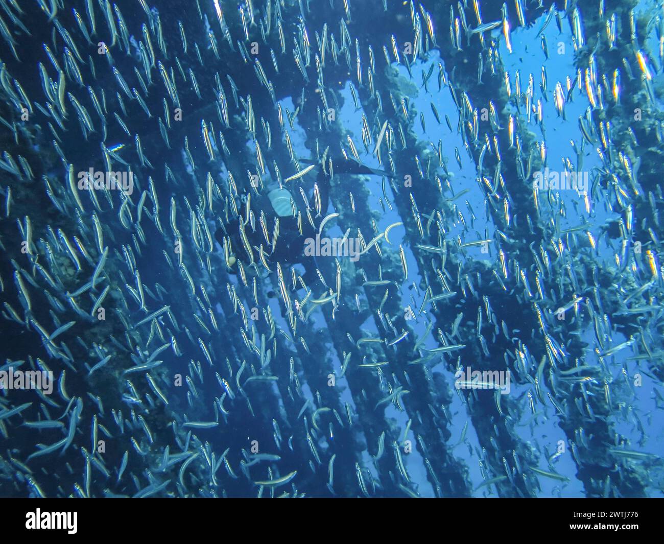 Schwarm Fische und Taucher im Wrack der Carnatic, Rotes Meer, Ägypten ...