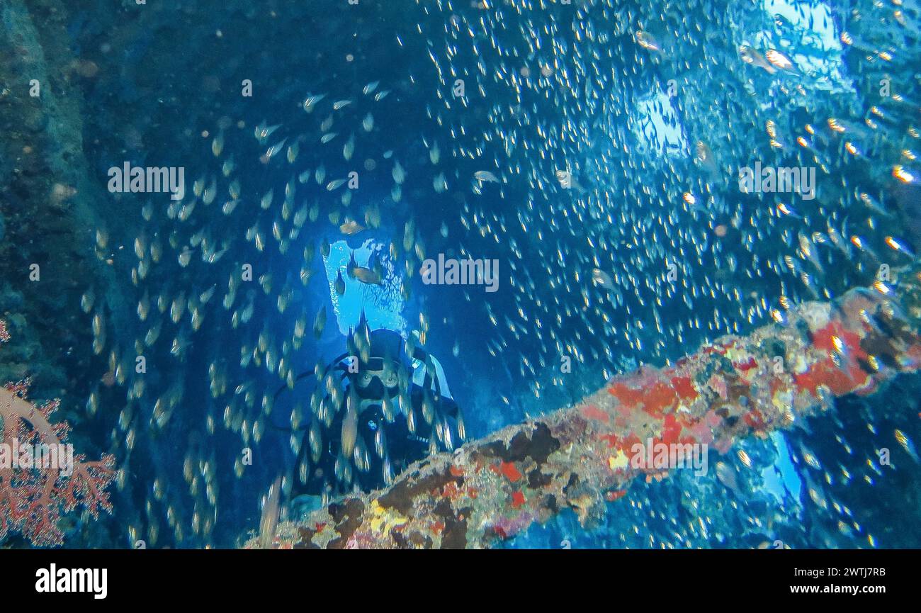 Schwarm Glasfische und Taucher im Wrack der Carnatic, Rotes Meer ...