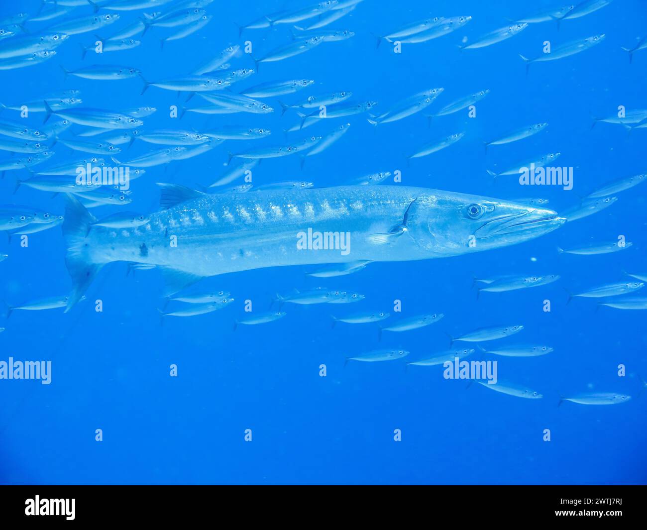 Großer Barrakuda Sphyraena barracuda, Schwarm, Riff Umma Gammar, Rotes ...