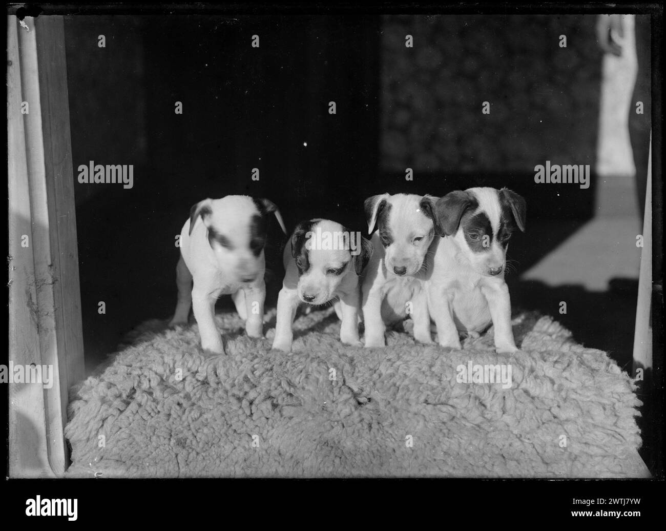 Animal growth study Black and White Stock Photos & Images - Alamy