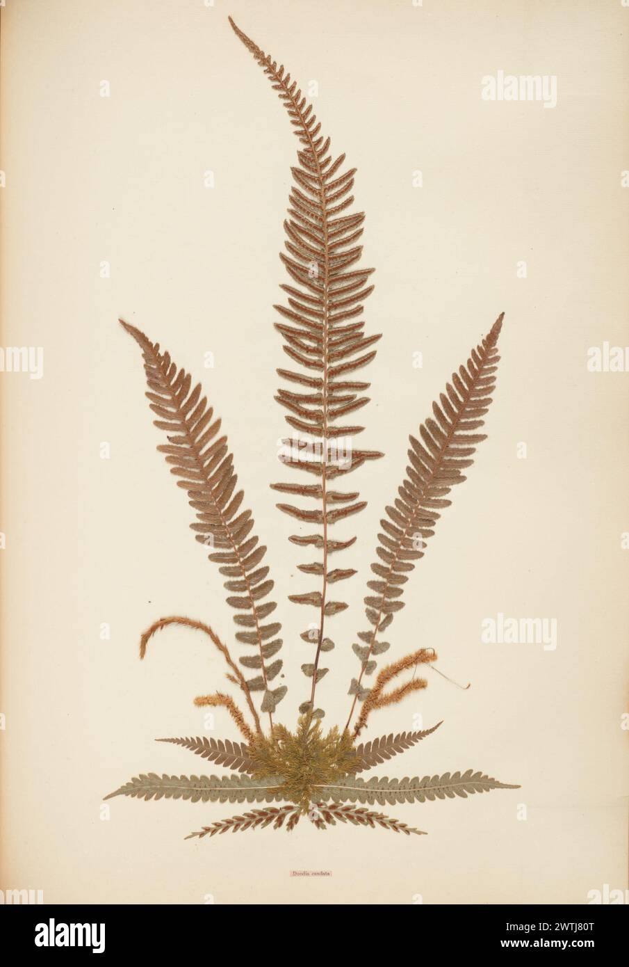 Pressed and mounted fern specimen hi-res stock photography and images ...