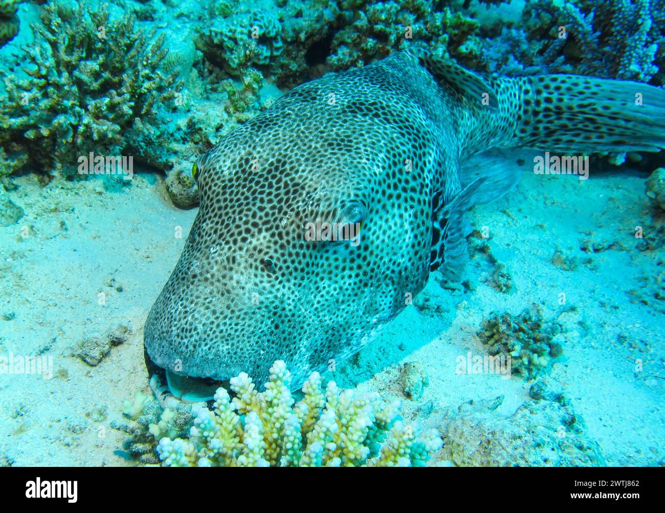 Riesenkugelfisch Arothron stellatus, Tauchplatz Riff Bluff Point, Rotes ...