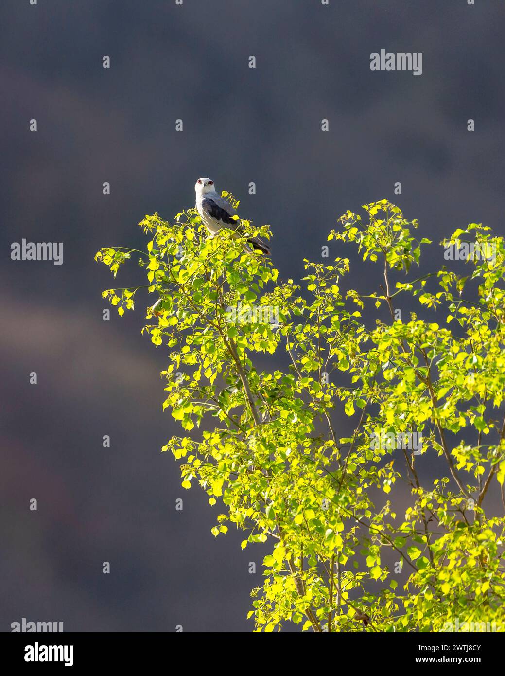 black winged shouldered kite or elanus caeruleus bird a small raptor ...