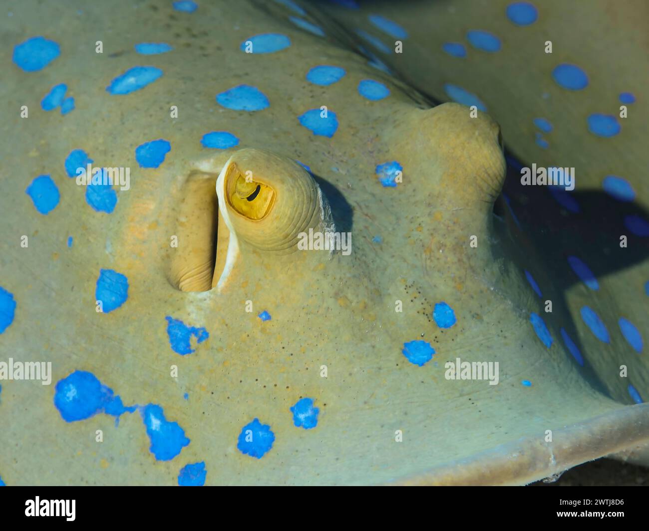 Blaupunkt-Stechrochen Taeniura lymma, Unterwasser-Foto, Tauchplatz ...
