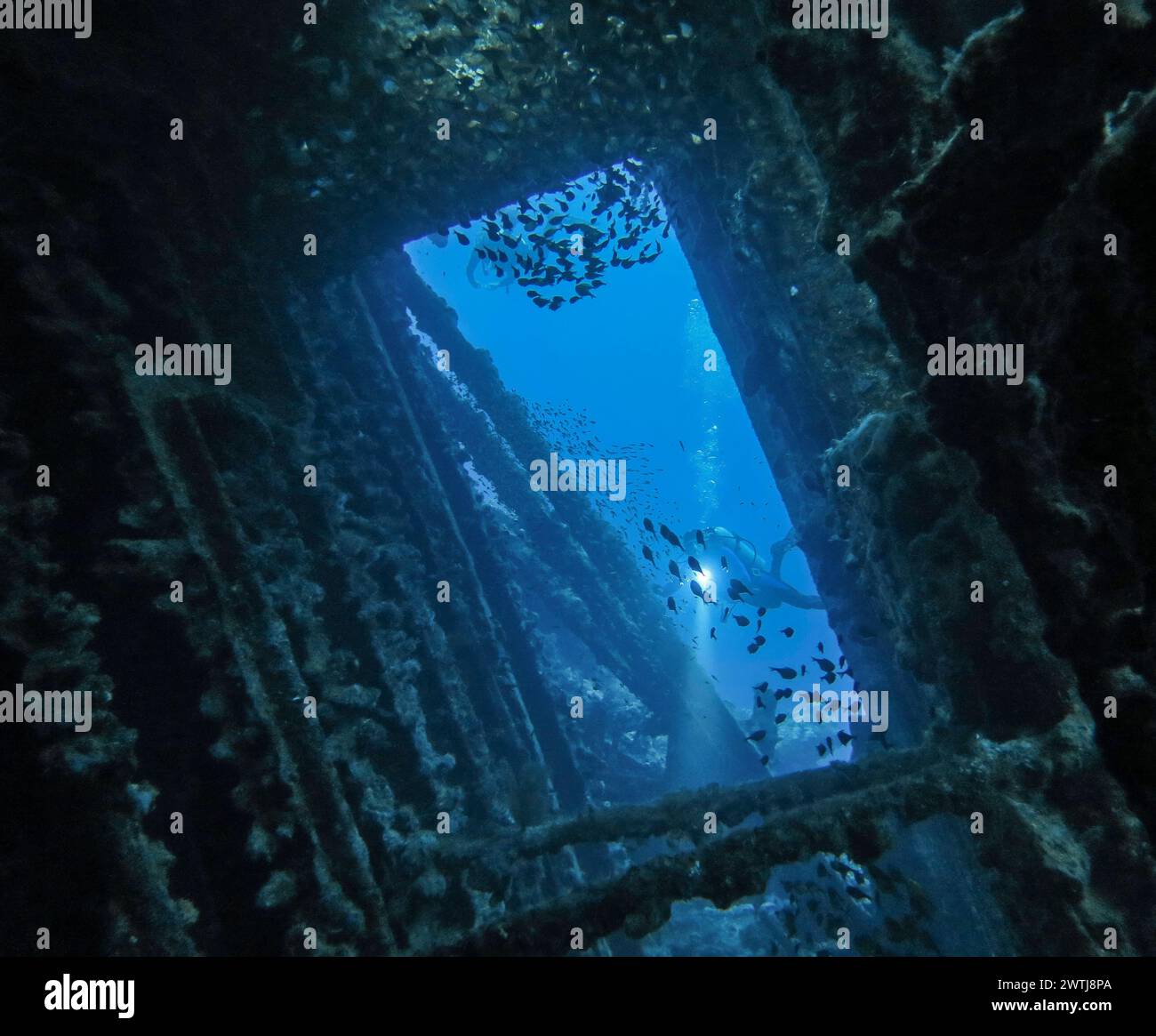 Fischschwarm und Taucher im Wrack der Carnatic, Rotes Meer, Ägypten ...