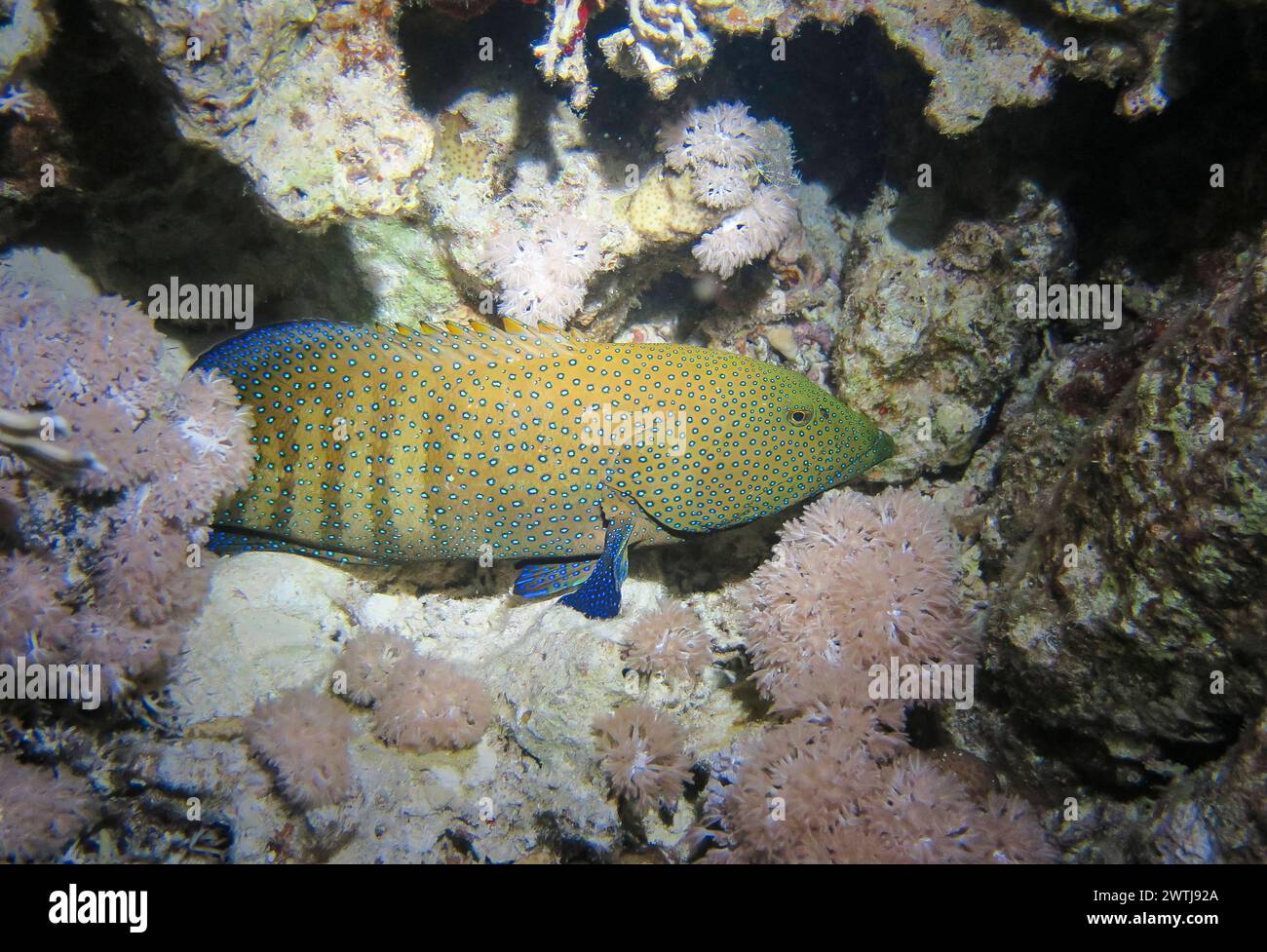 Korallen unterwasser unterwasser riff fisch hi-res stock photography ...