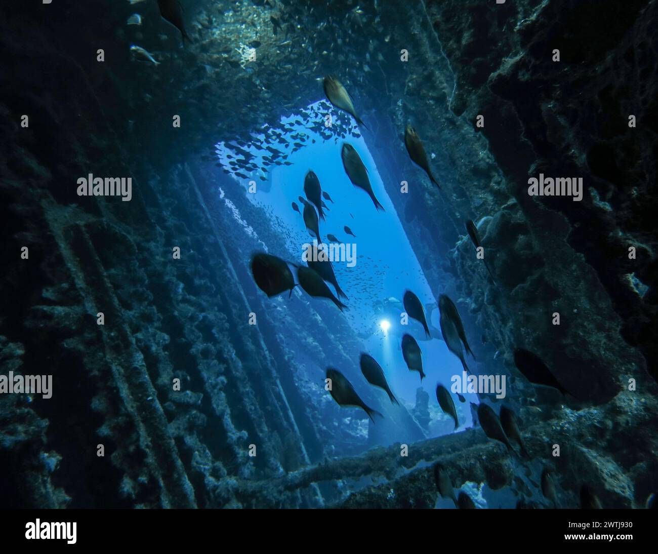 Fischschwarm und Taucher im Wrack der Carnatic, Rotes Meer, Ägypten ...