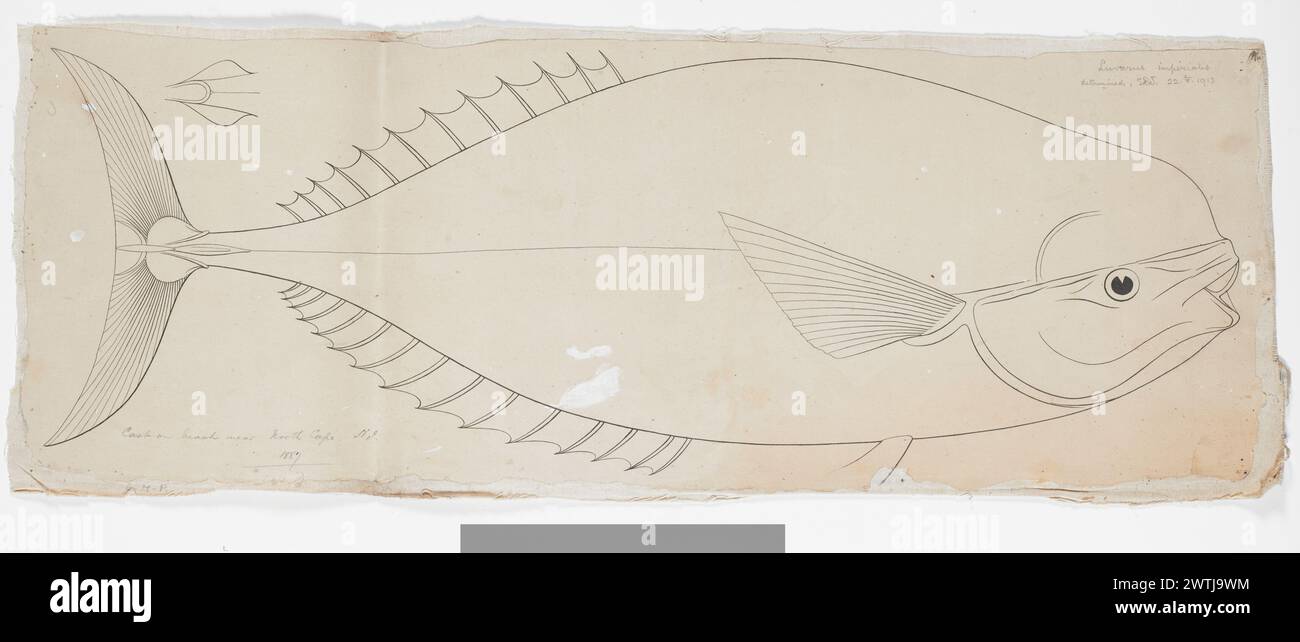 Luvarus imperialis drawings, scientific illustrations Stock Photo - Alamy