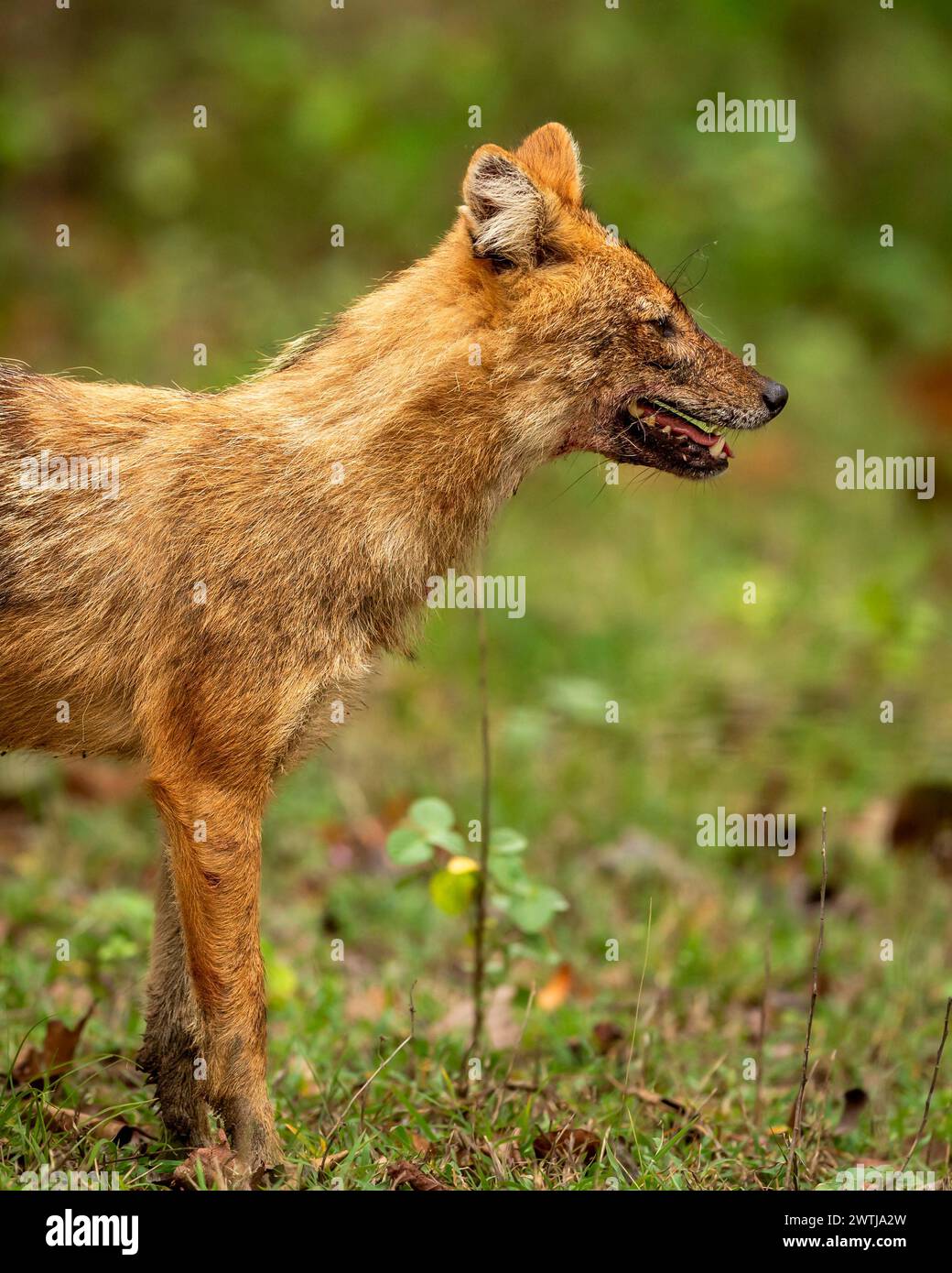 golden jackal or Canis aureus side profile in natural scenic green ...