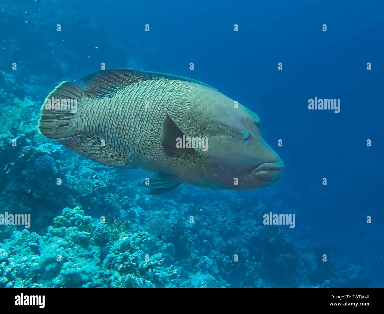 Jackson fisch hi-res stock photography and images - Alamy