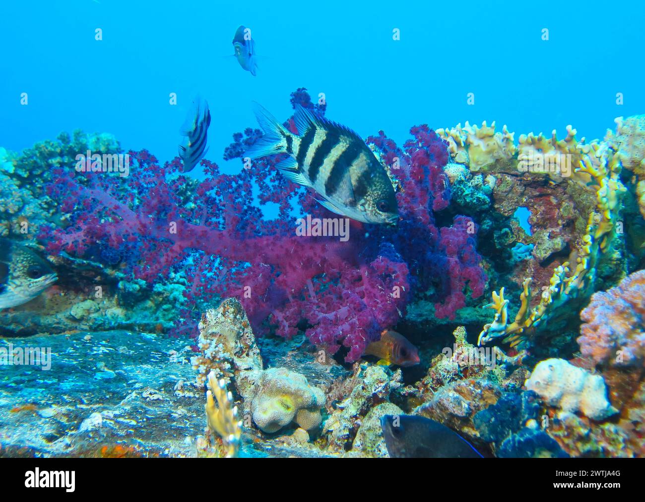 Korallen unterwasser unterwasser riff fisch hi-res stock photography ...