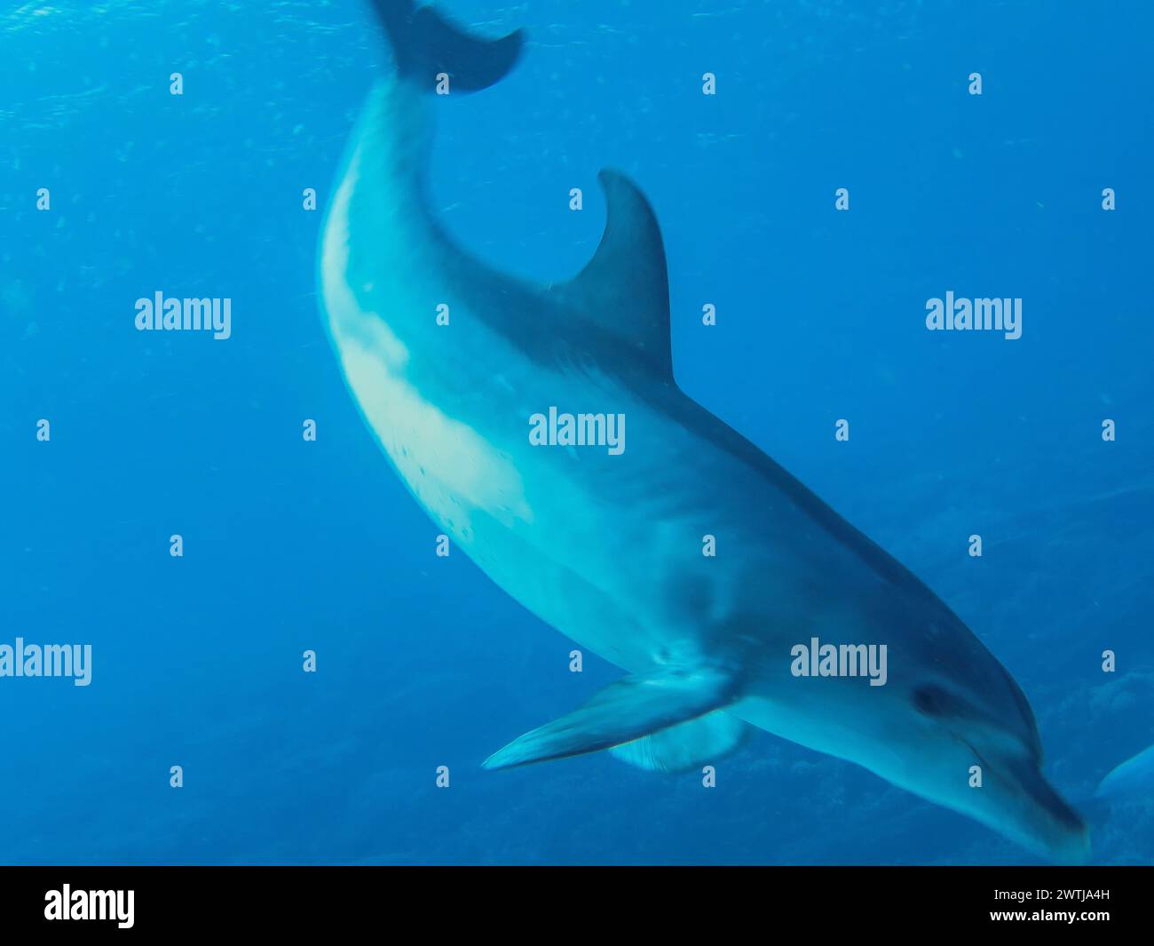 Delfin, Großer Tümmler, Tauchplatz Shaab El Erg Dolphin House, Rotes ...