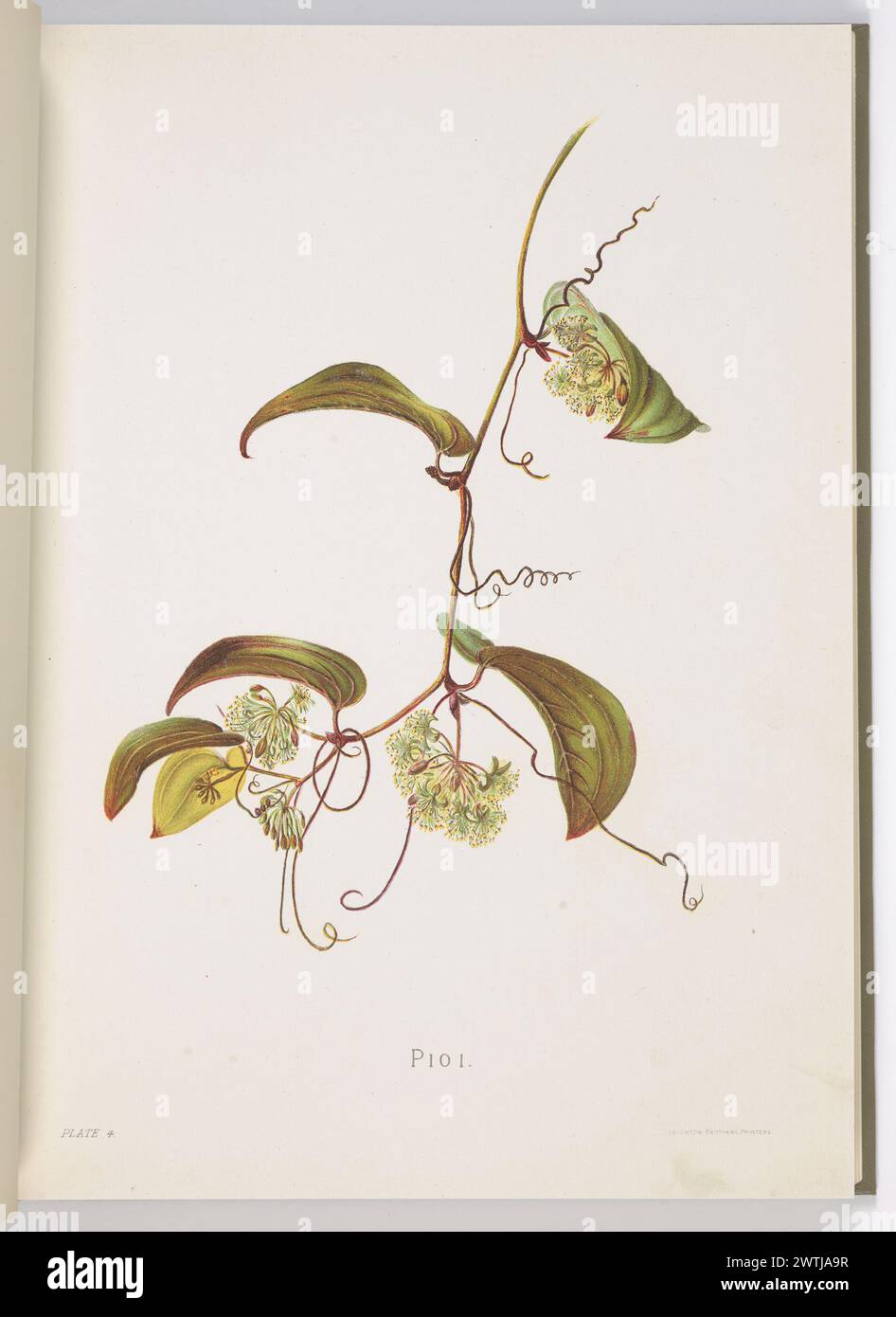 Pioi hi-res stock photography and images - Alamy