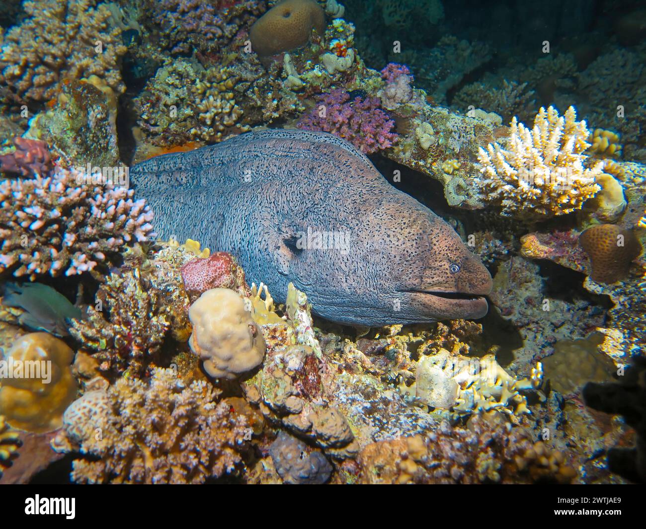 Riesenmuräne Gymnothorax javanicus, Tauchplatz Riff Bluff Point, Rotes ...
