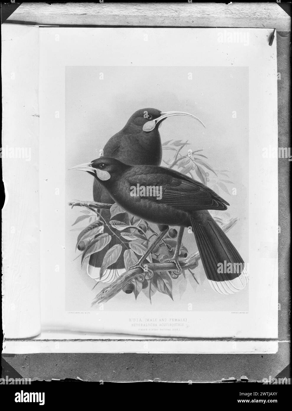 Feather morphology Black and White Stock Photos & Images - Alamy