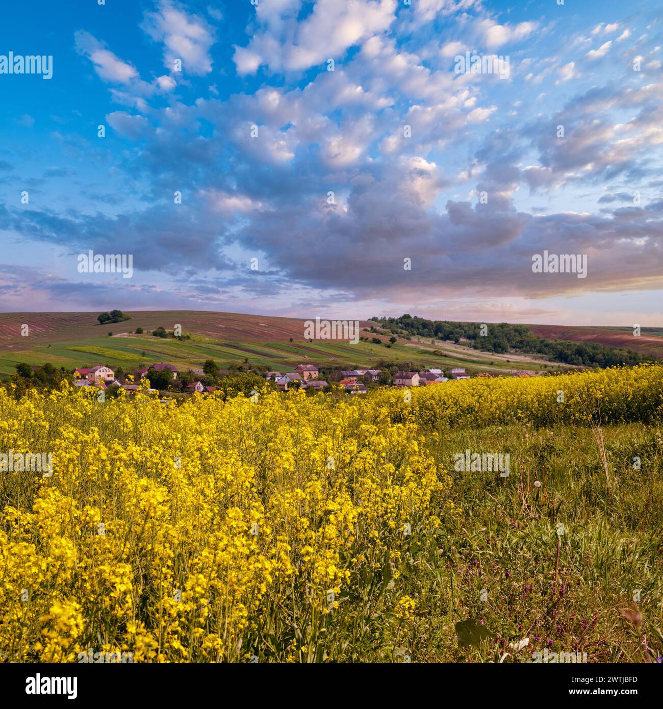 Spring rapeseed yellow blooming fields panoramic view, blue sky with ...