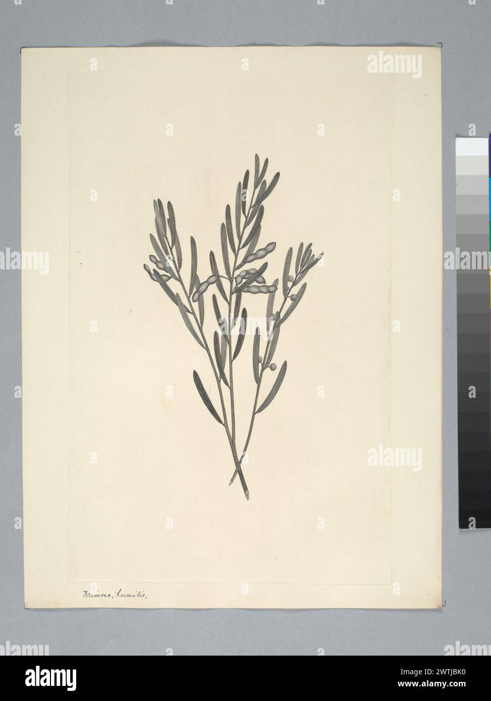 Acacia multisiliqua (Bentham) Maconochie prints, copper engravings ...