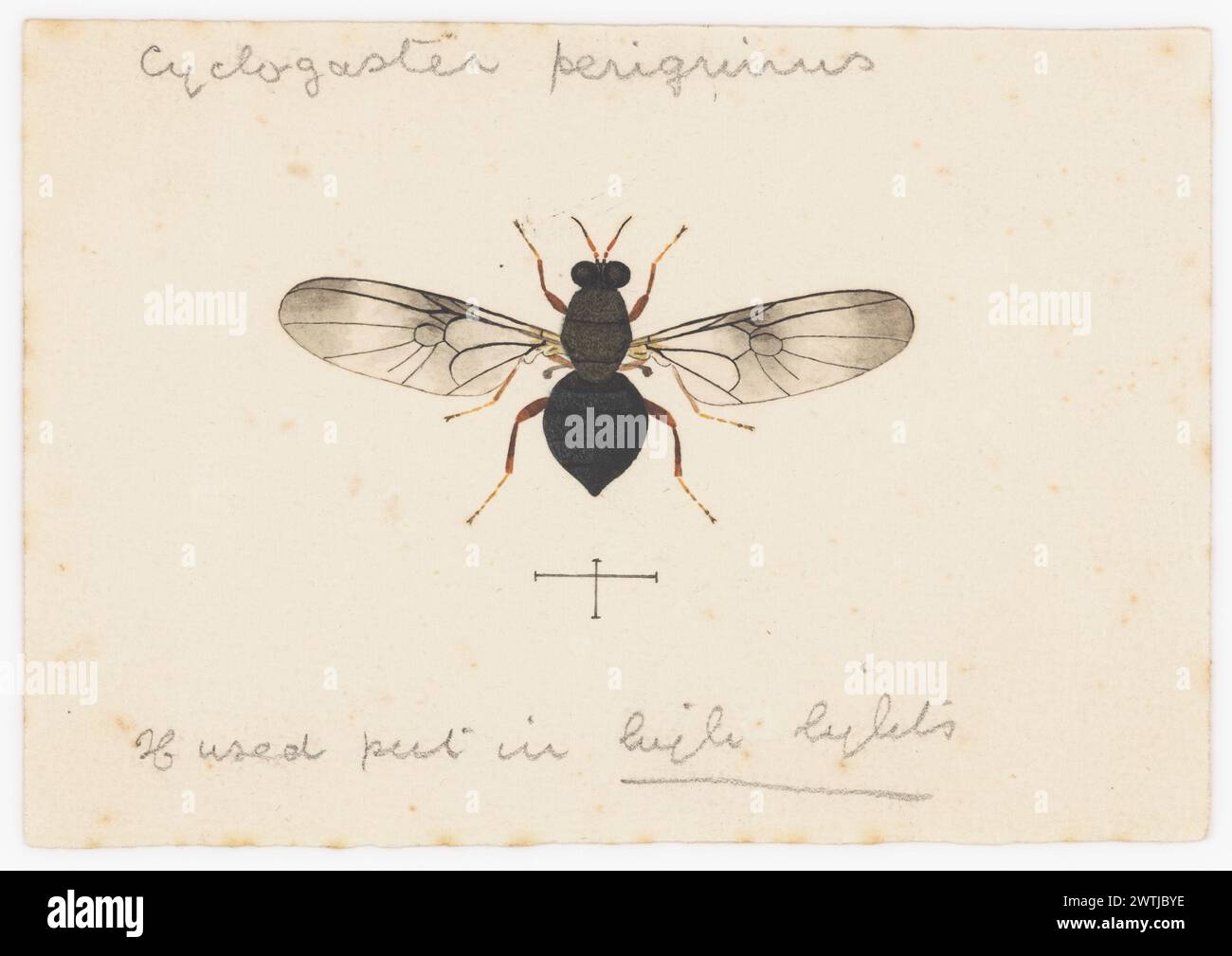 Forms of insect anatomy Cut Out Stock Images & Pictures - Alamy