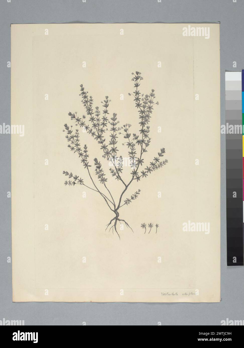 Bauera rubioides var. microphylla (Sieber ex de Candolle) Seringe ex ...