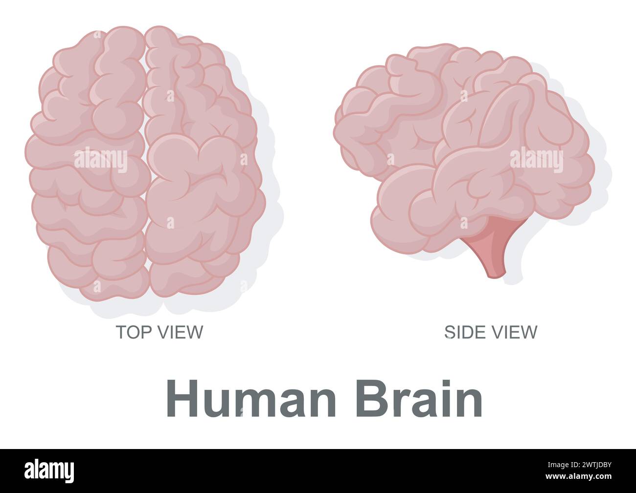 Human body brain pain illustration Stock Vector Images - Alamy