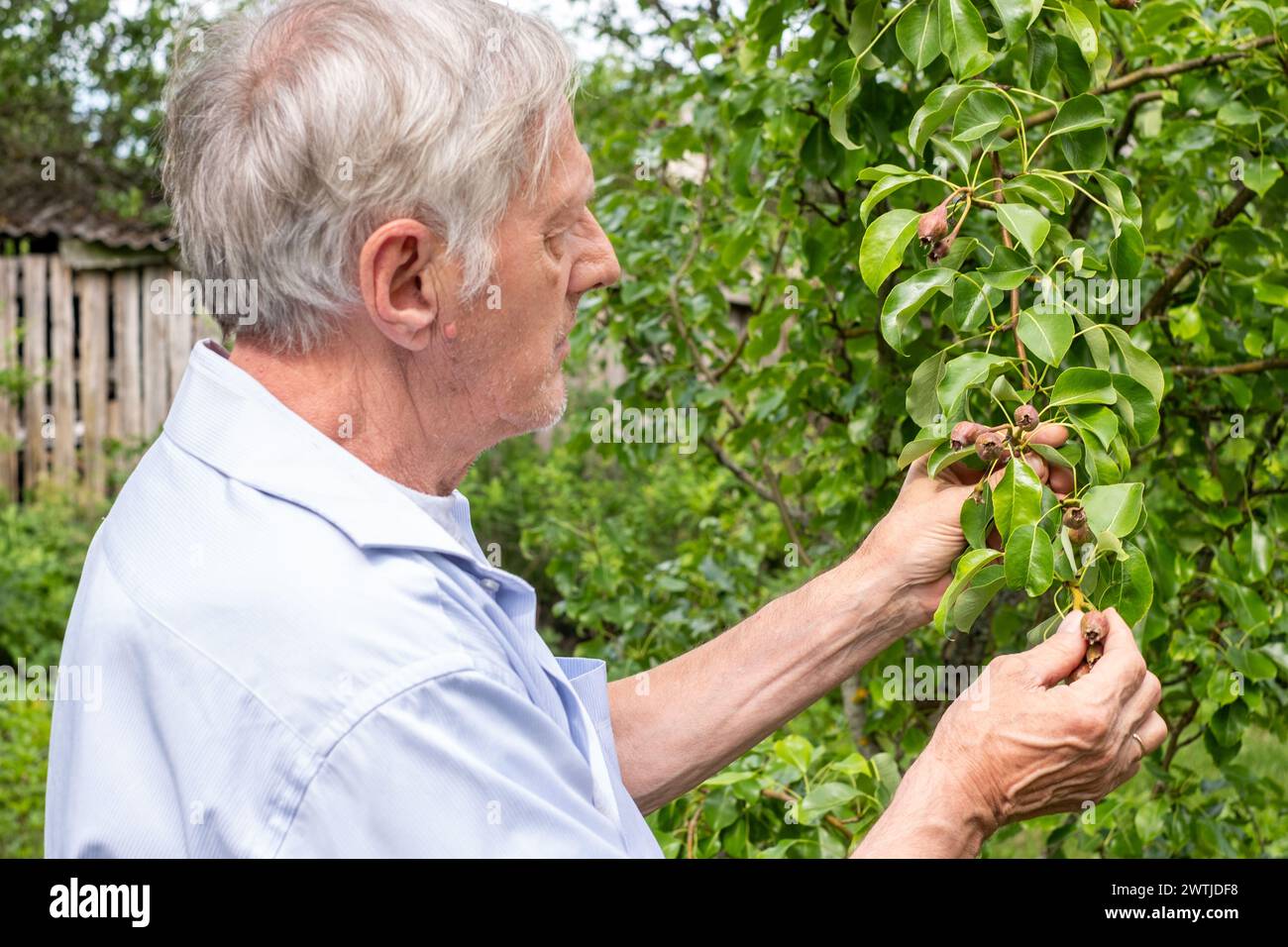 Patient tree hi-res stock photography and images - Alamy