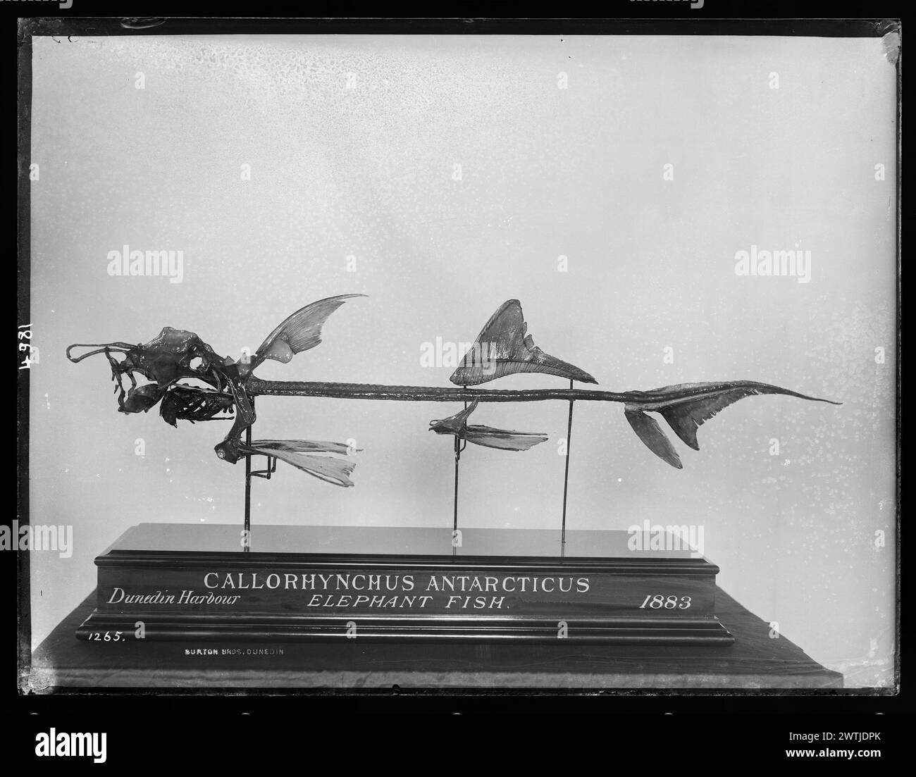 Elephant fish skeleton gelatin dry plate negatives, black-and-white ...