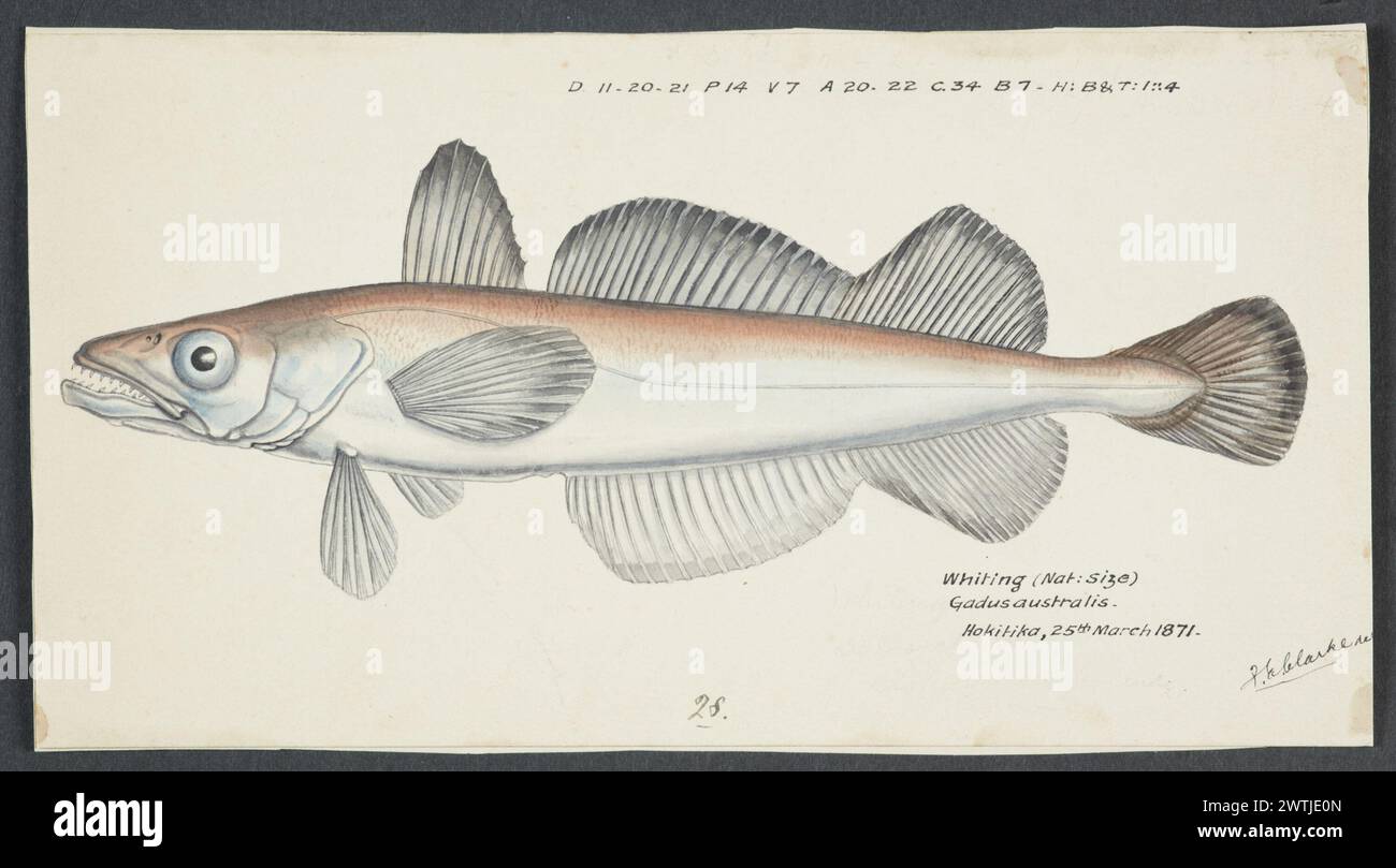 Merluccius australis hi-res stock photography and images - Alamy