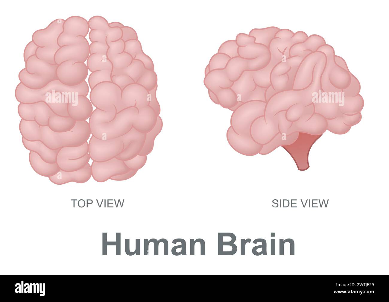 Human Brain in Top View and Side View, Vector Illustration Stock Vector ...