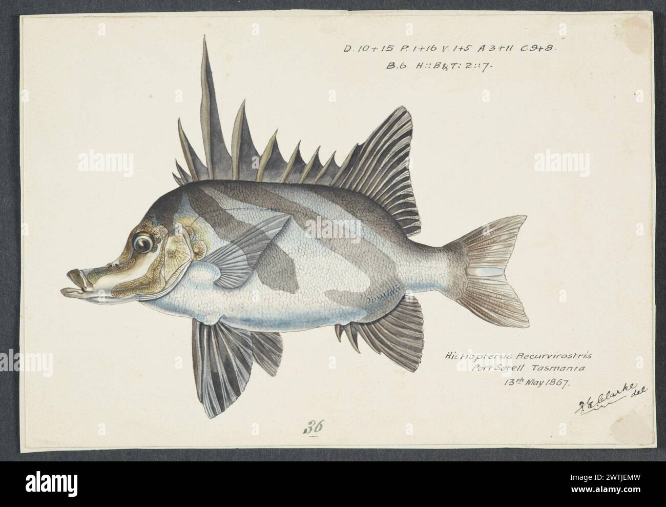 Pentaceropsis recurvirostris (Tas) : Long-snout boarfish works on paper ...
