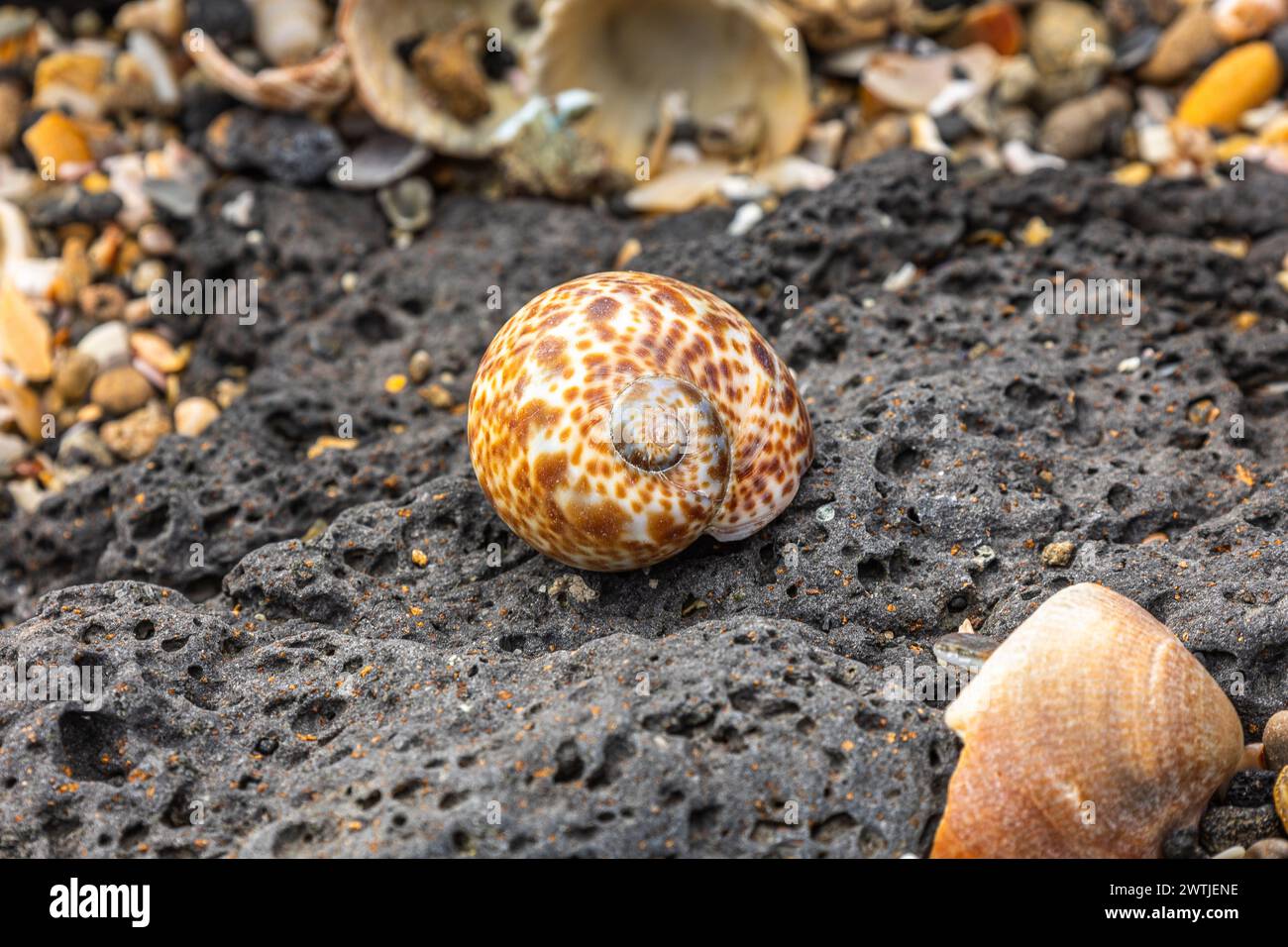 It was a grey and cloudy day when I discovered these beautiful shells ...
