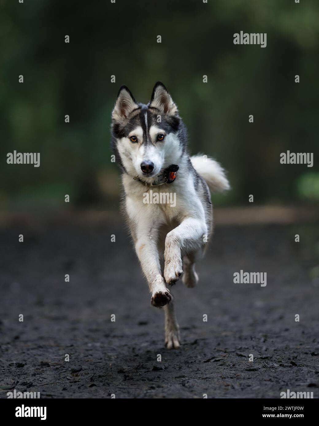 Siberian Husky running Stock Photo - Alamy