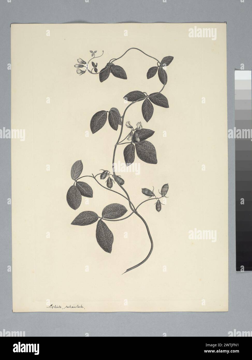 Atylosa reticulata (Aiton) Bentham prints, copper engravings, line ...