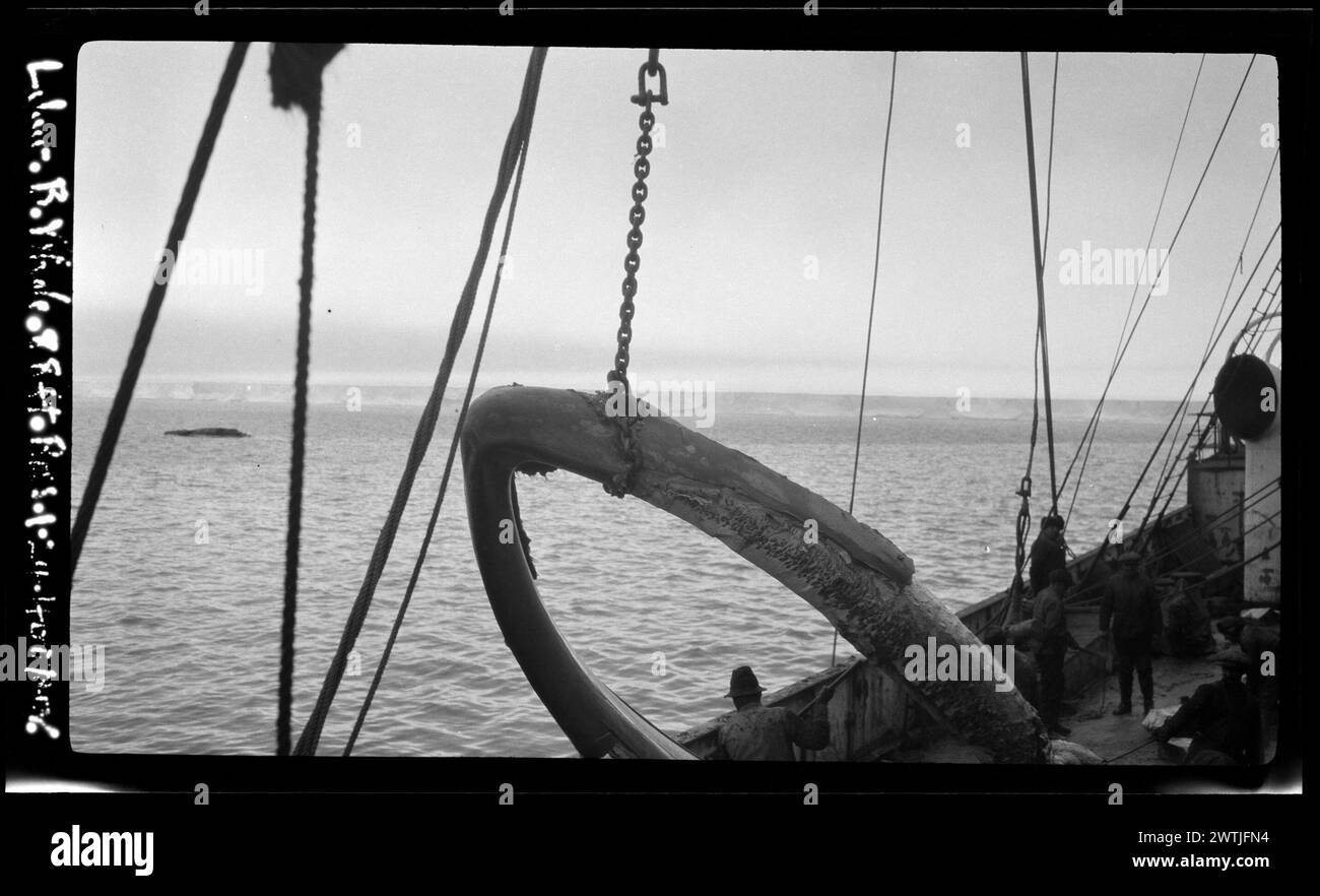Blue whale 88 foot Nitrate negatives, black-and-white negatives Stock ...