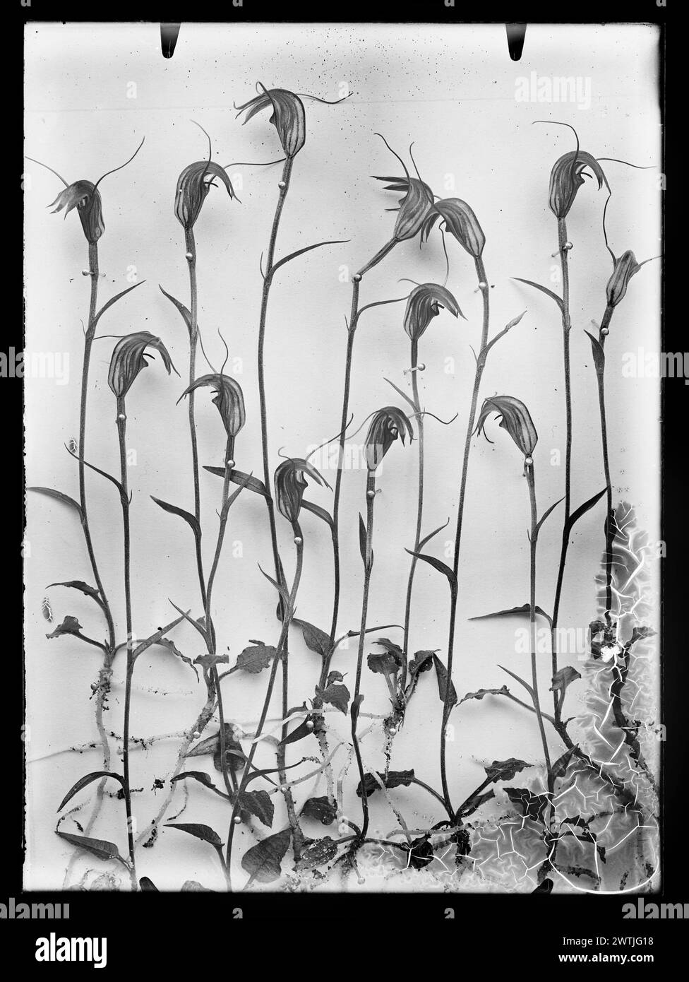 Black specimens hi-res stock photography and images - Alamy