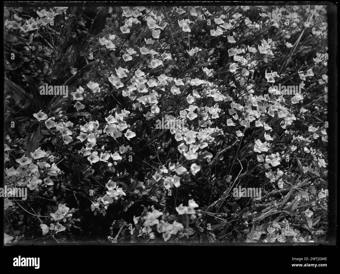 Hebe koromiko hebe koromiko hi-res stock photography and images - Alamy