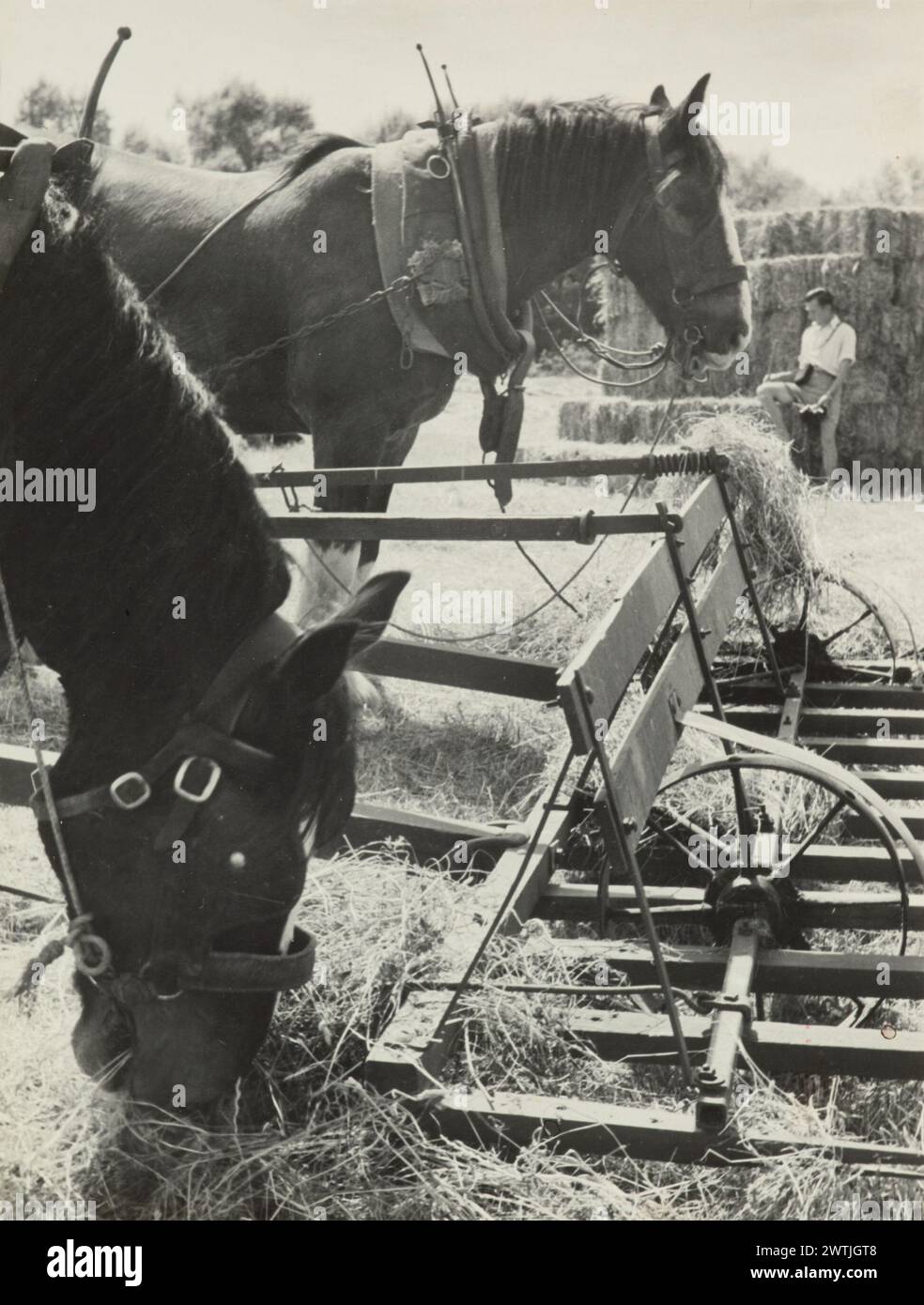 Horse operated sweep, Pukeora farm, Waipukurau black-and-white prints ...