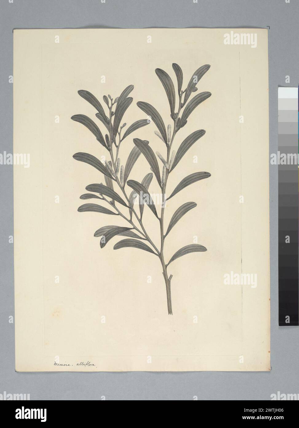 Acacia calyculata A. Cunningham ex Bentham prints, copper engravings ...
