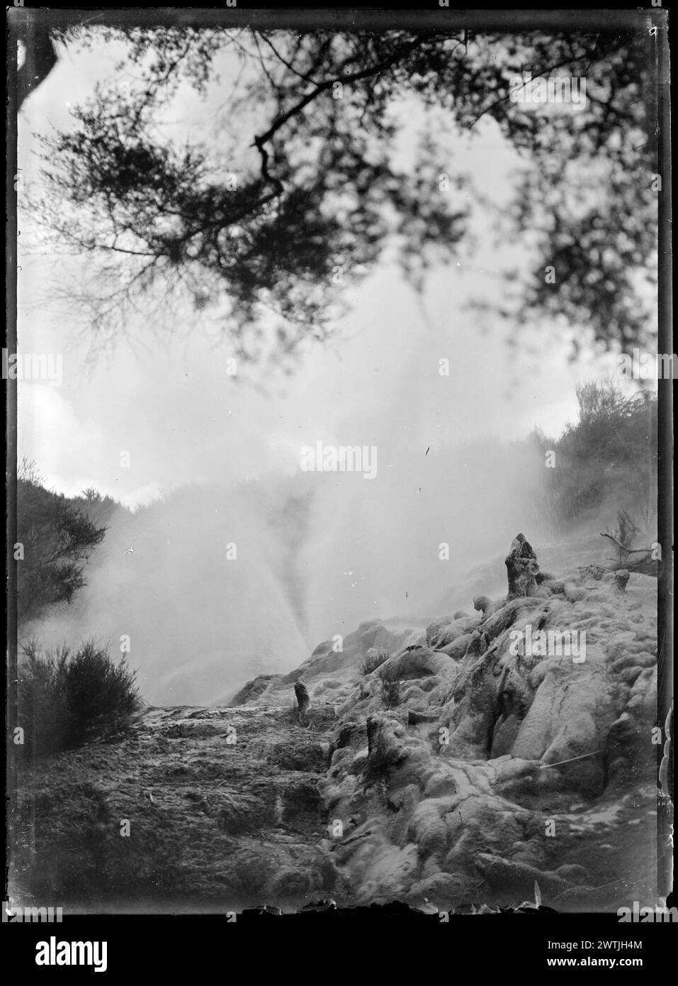 Feather morphology Black and White Stock Photos & Images - Alamy