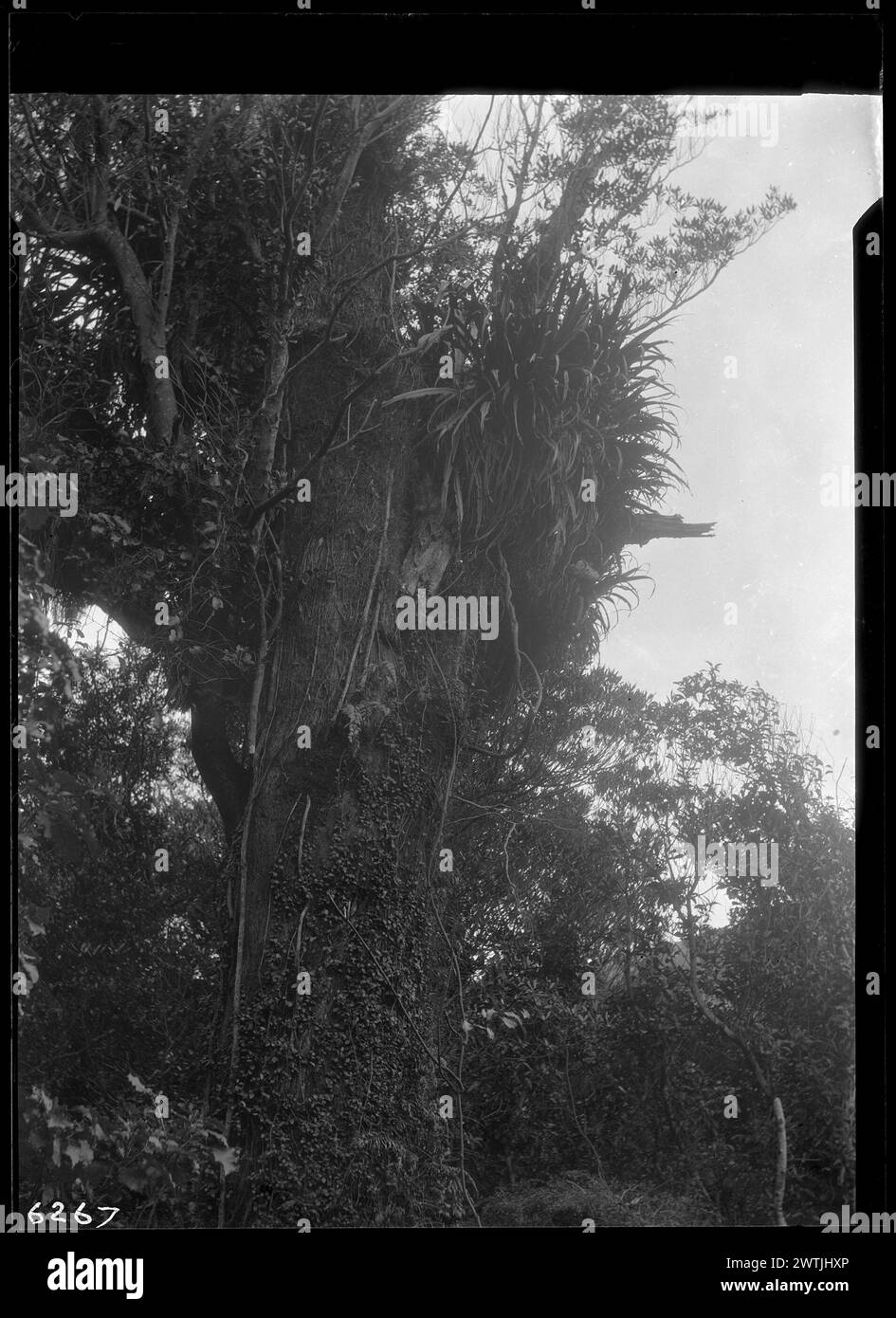 Hinau tree with epiphytes gelatin silver negatives, black-and-white ...