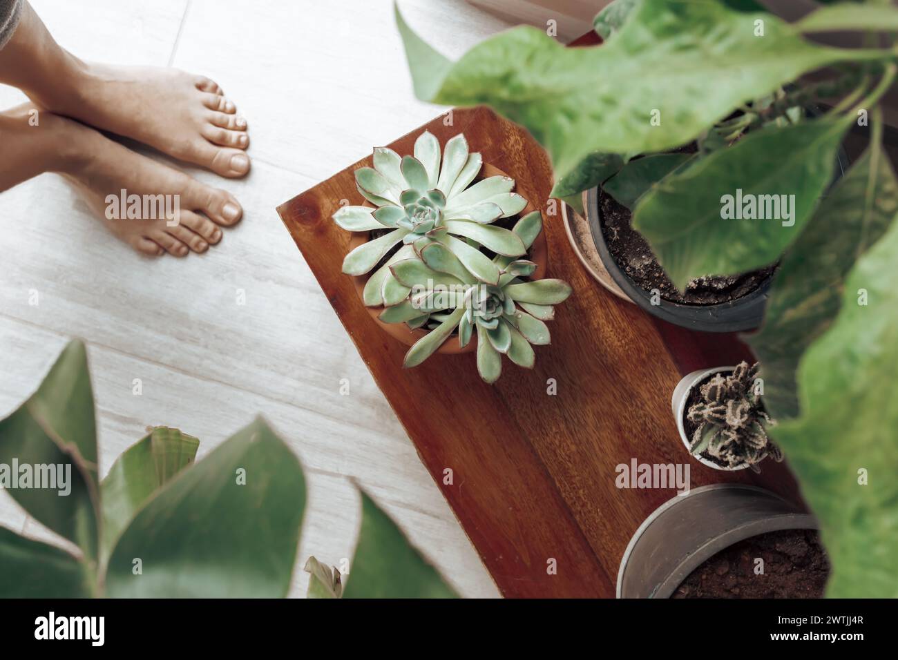 Woman Growing Houseplants in Home Greenhouse Stock Photo - Alamy